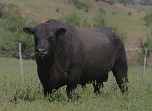 Riga Angus | Angus Stud | Cattle SalesRiga Angus