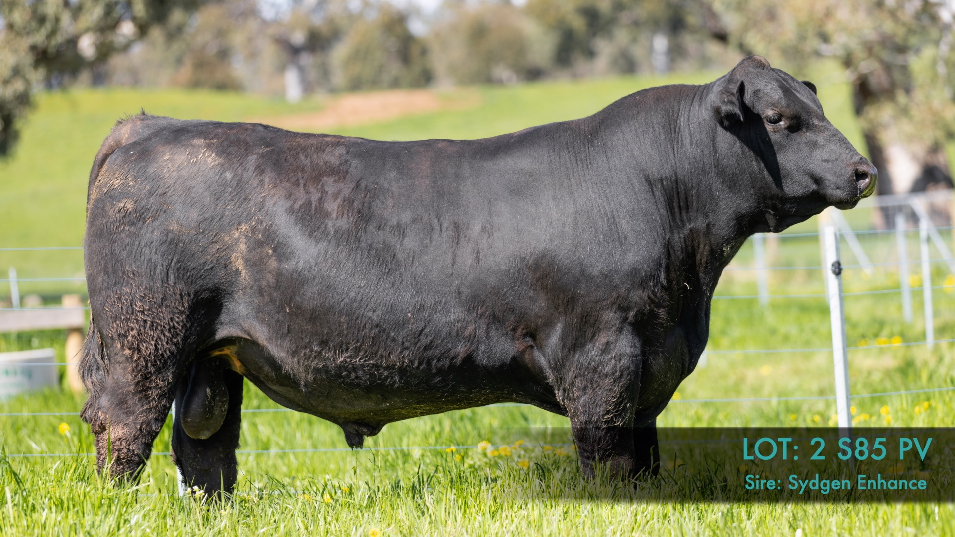 Riga Angus | Angus Stud | Cattle Sales